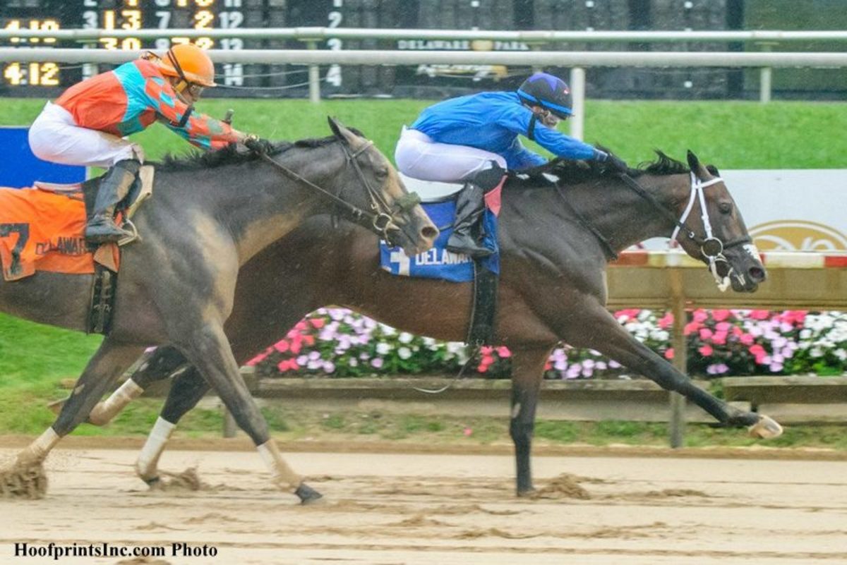 Cooke Creek On Target For Rematch With Courvoisier, Smarten Up In Feb ...