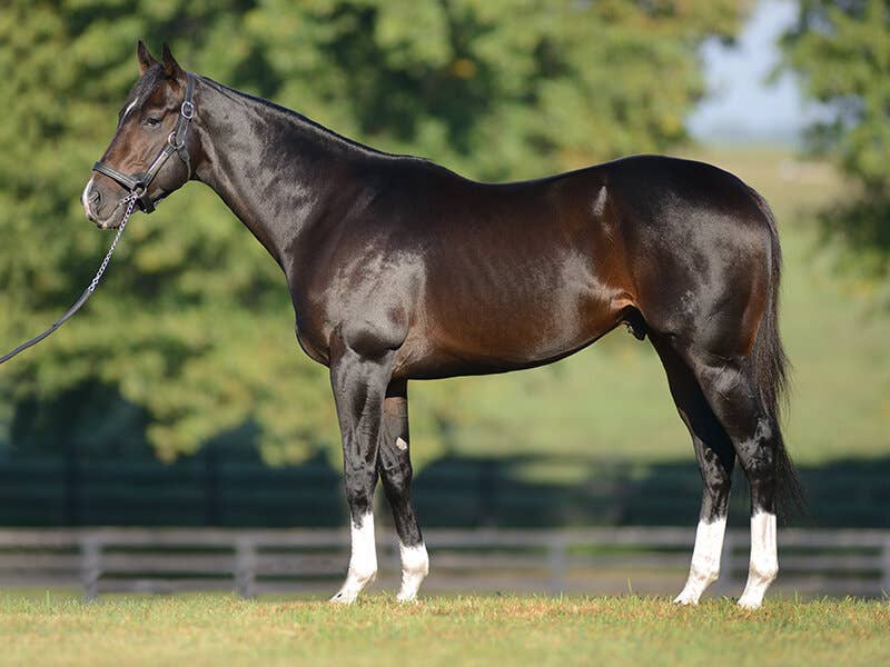 Stewart Lays Out 2025 Mating Plans For Broodmare Band, Puca Set To ...