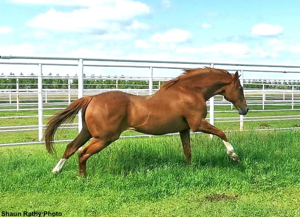 Champion Gilded Time Dies At Age 31 - Paulick Report | Latest news and ...