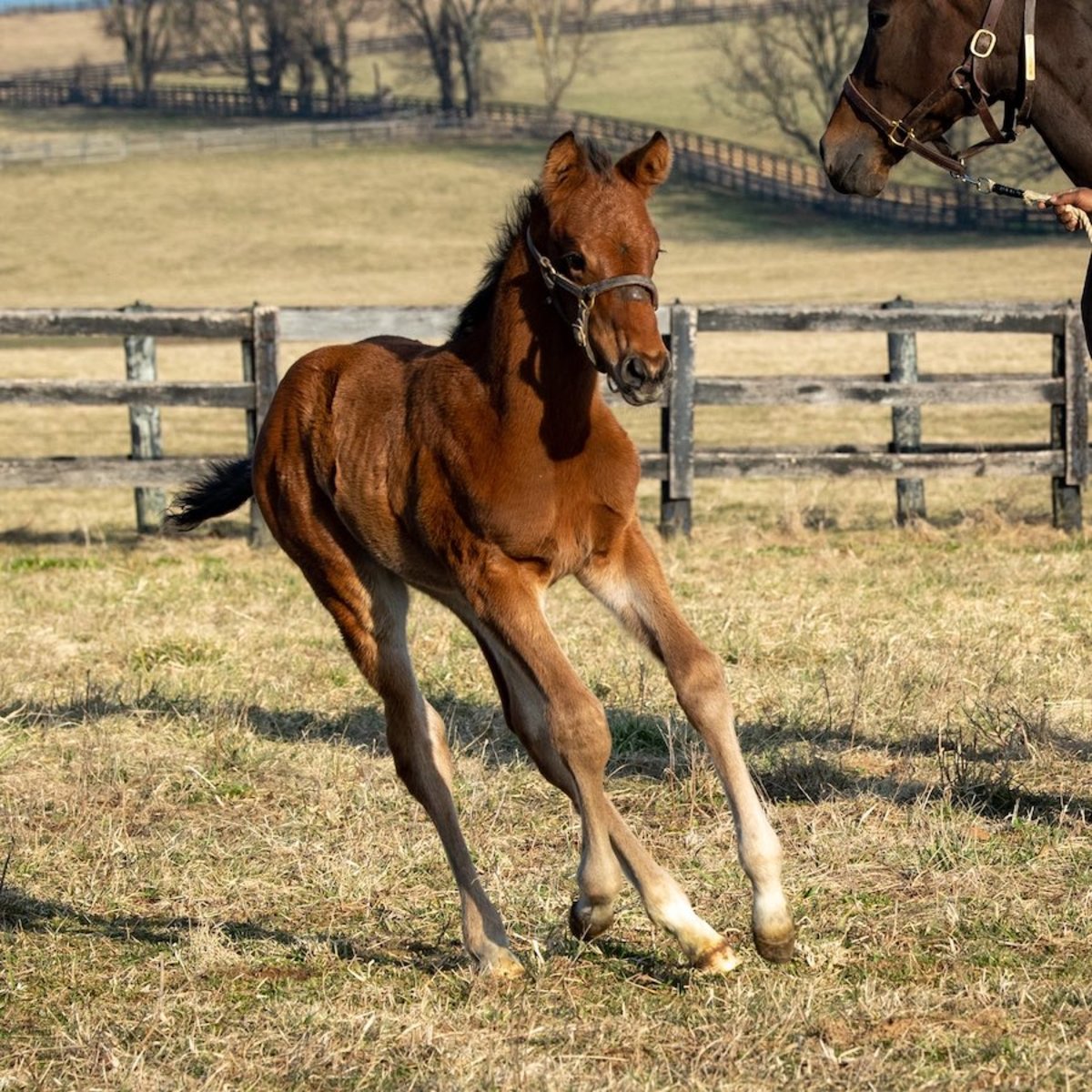 Authentic's Foal Derby: Well-Bred Colts Face Off In Week 3 Finals ...