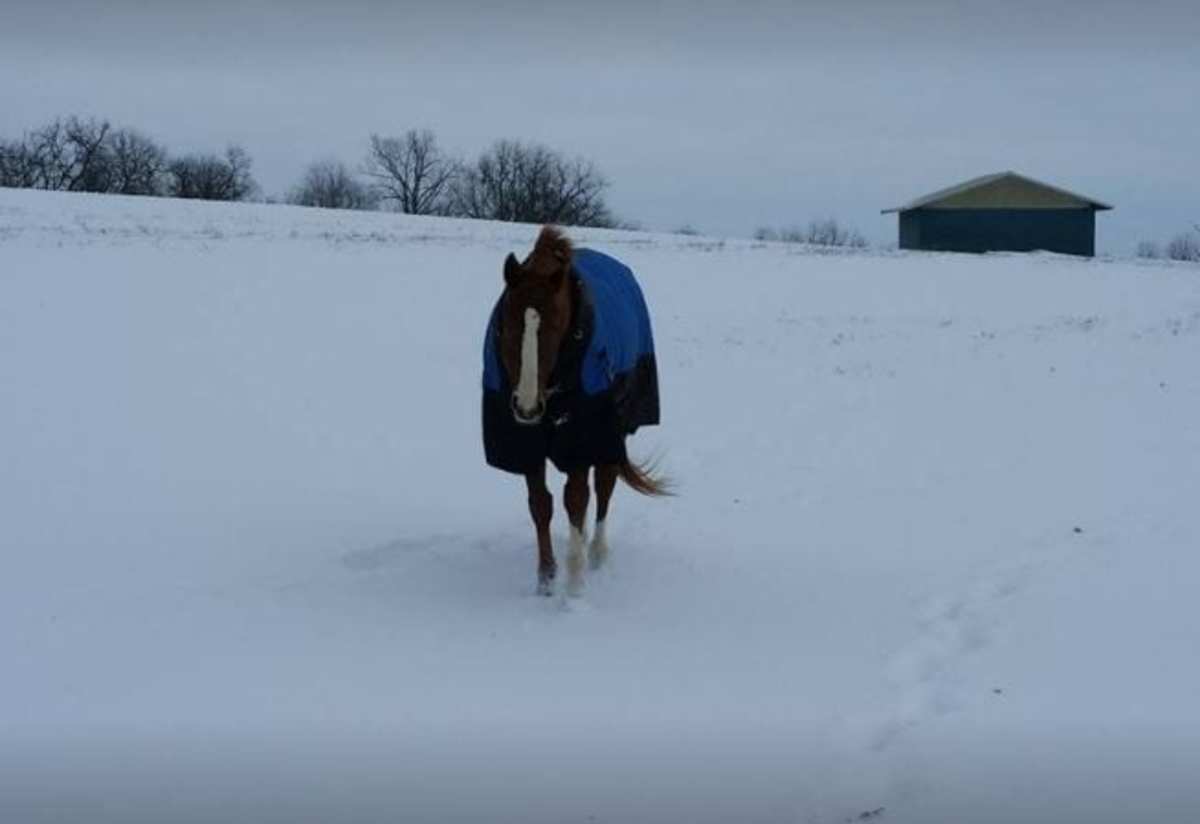 Winter Slip Injuries For Horses: Some Serious, Some Less So - Paulick ...