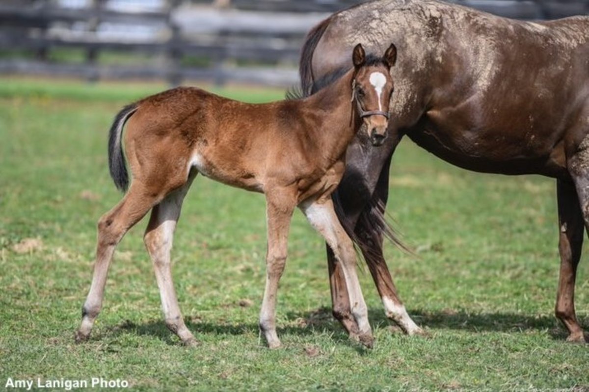 Authentic's Foal Derby: The Grand Finals On Kentucky Derby Day ...