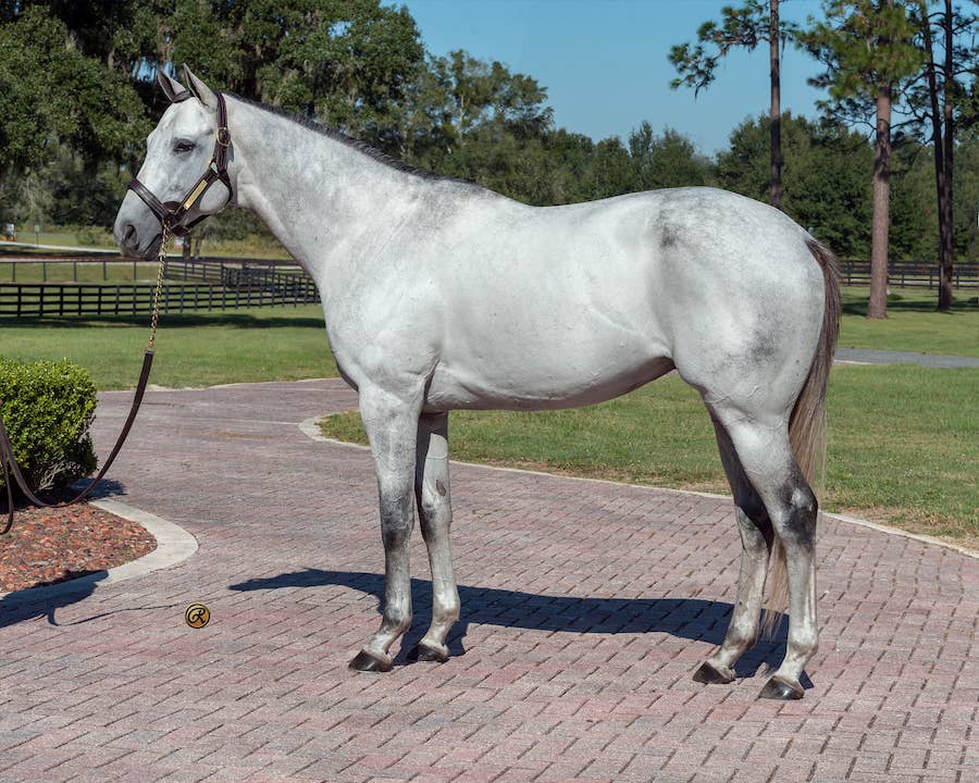 Rushie Moves To Blue Star Thoroughbreds In Louisiana For 2023 - Paulick ...