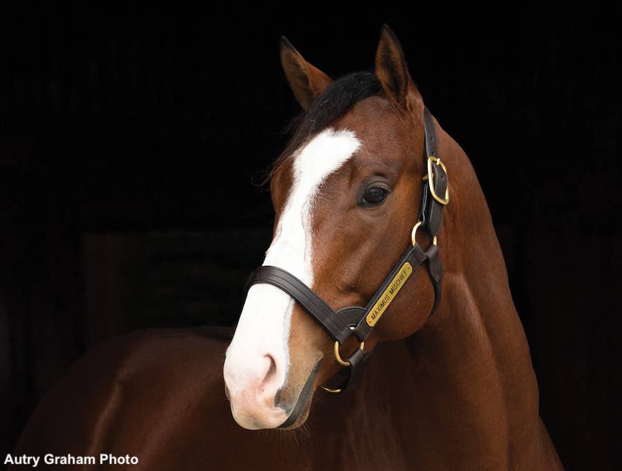 The 2025-26 All-Value Sire Team: Bloodstock Experts George Adams And ...