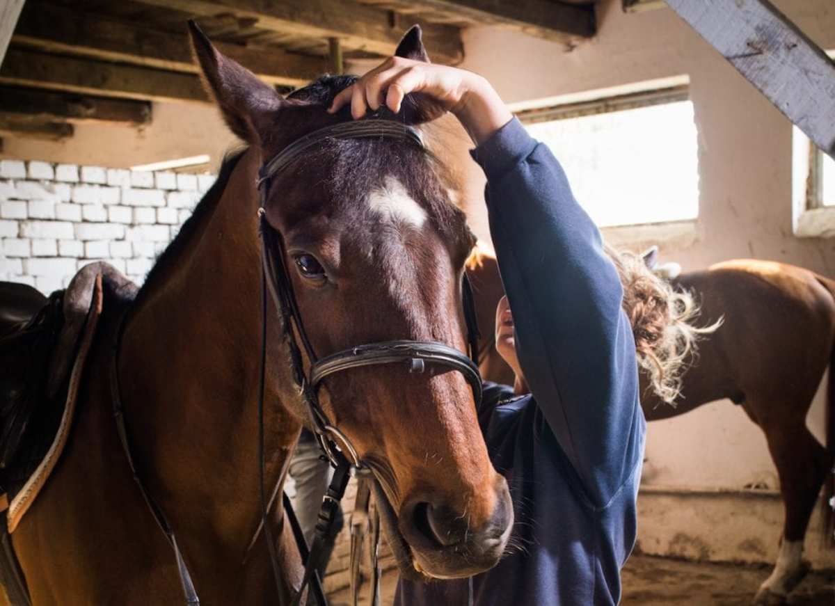 'Good To Excellent' Surgical Prognosis For Horses Suffering Arthritis ...