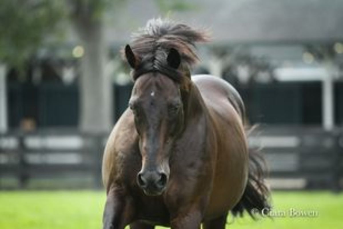 Farewell To A Friend: Go For Gin's Legacy So Much More Than His Derby ...