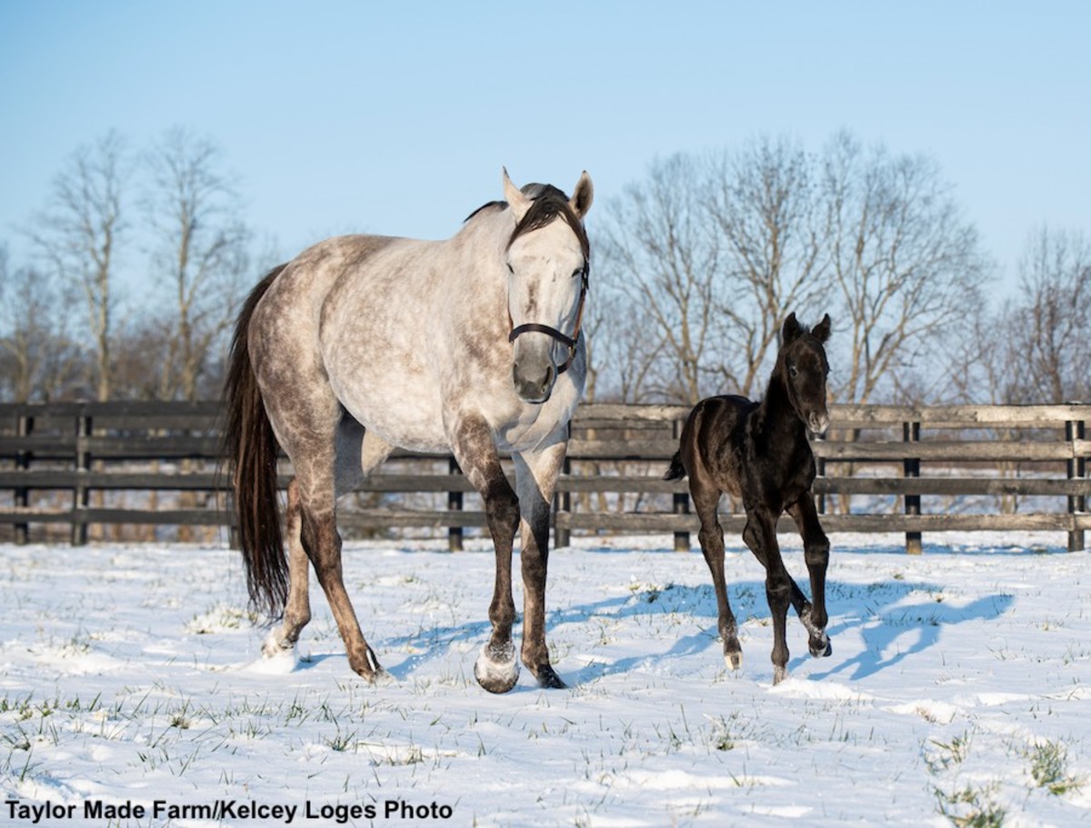 'Athletic Looking And Healthy': First Foal Is A Colt For Horse Of The ...