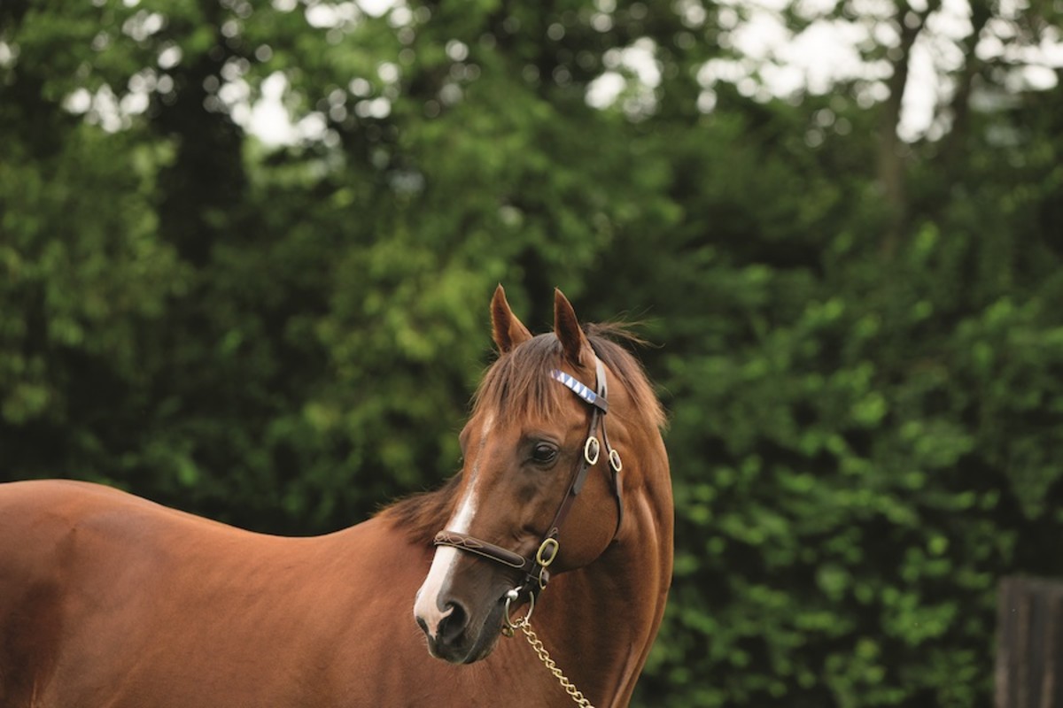The 2025-26 All-Value Sire Team: Bloodstock Experts George Adams And ...