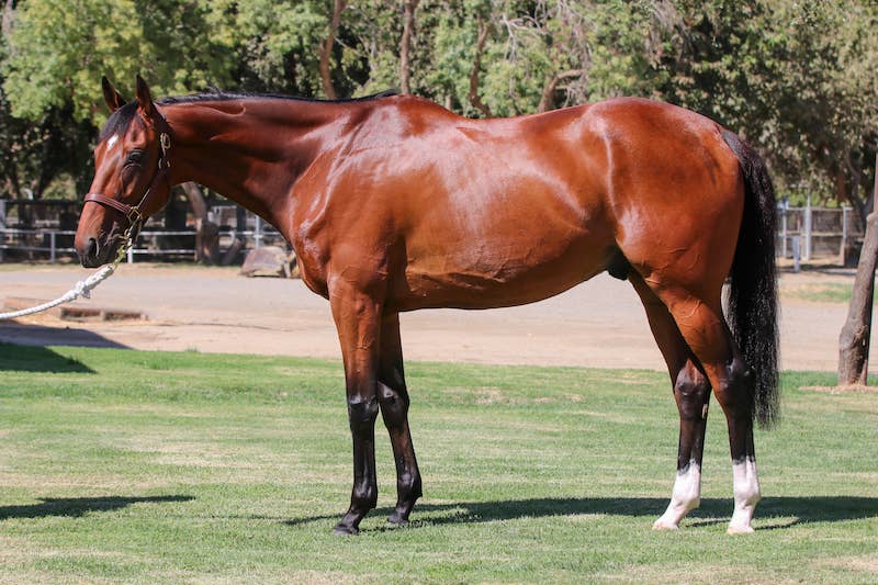 The Horse Comes 1/ST, Presented By 1/ST Racing: Acclimate Finding His ...