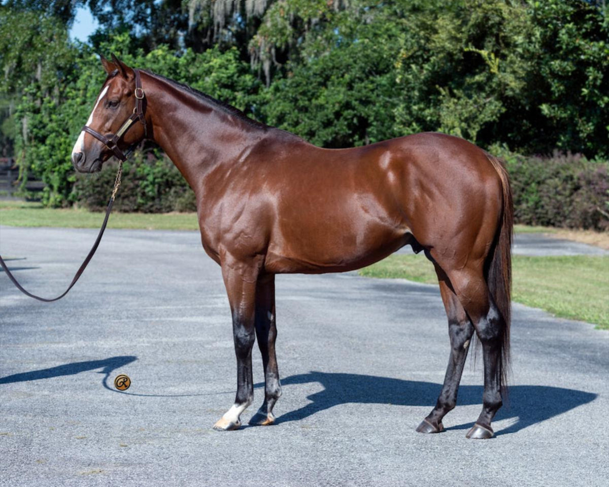 Clear Creek Stud To Host Stallion Presentation On December 3 - Paulick ...