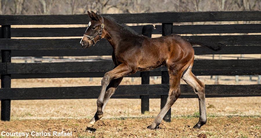 Authentic's Foal Derby: Inaugural Matchup For Champion's Debut Foals ...