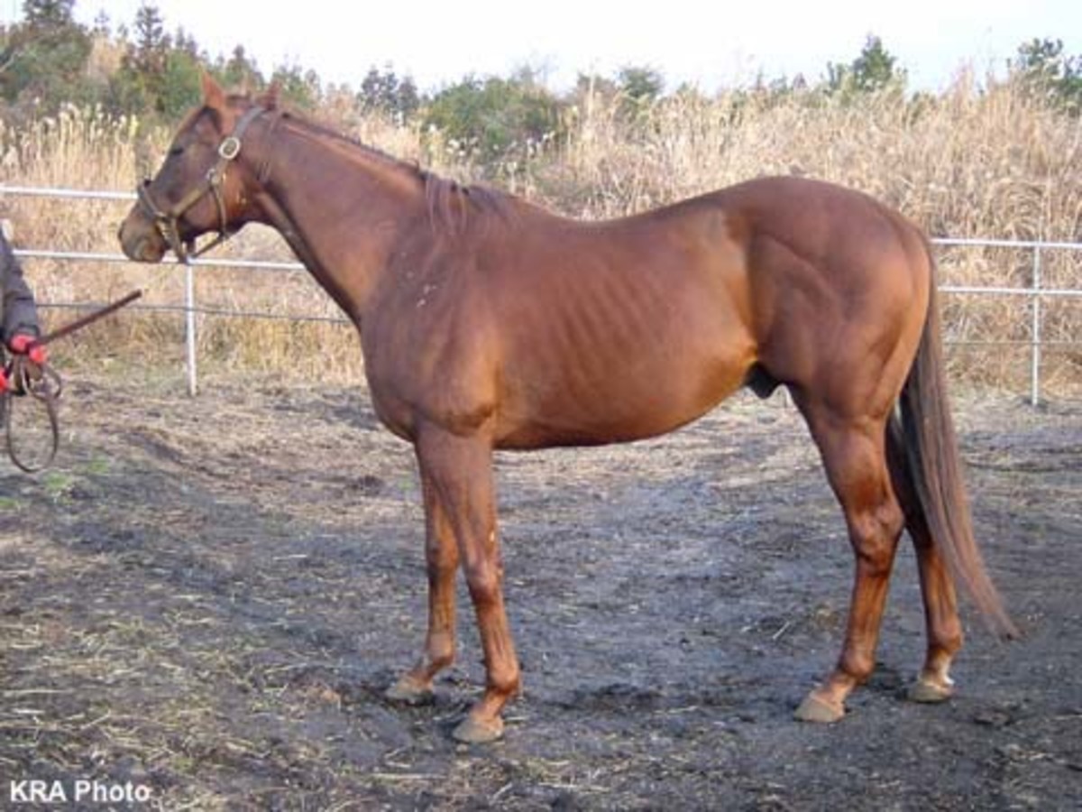 Grade 3 Winner Adcat Dies In Korea At Age 26 - Paulick Report | Latest ...