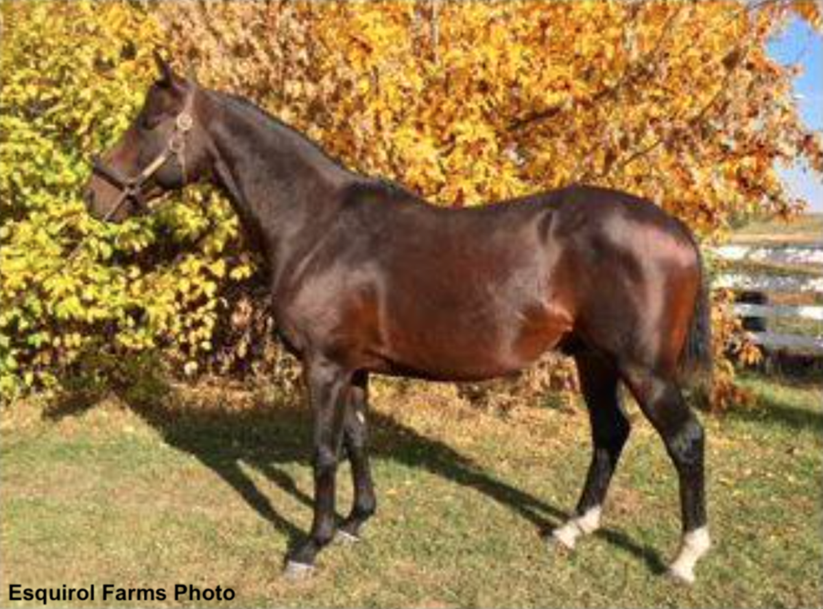 Alberta Stallion Big Lightning Changes Ownership - Paulick Report ...