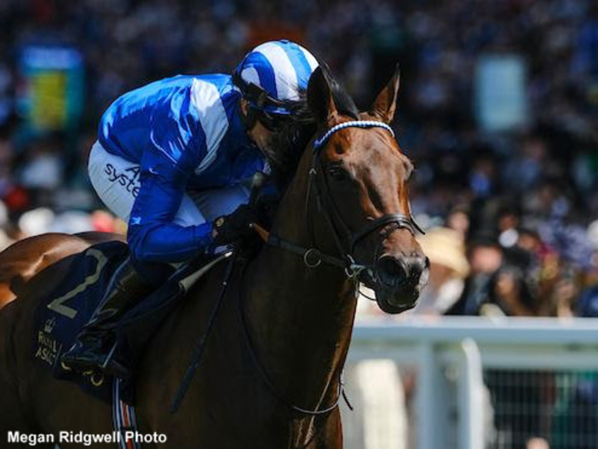 Star International Runner Baaeed To Stand At £80,000 In Debut Breeding ...