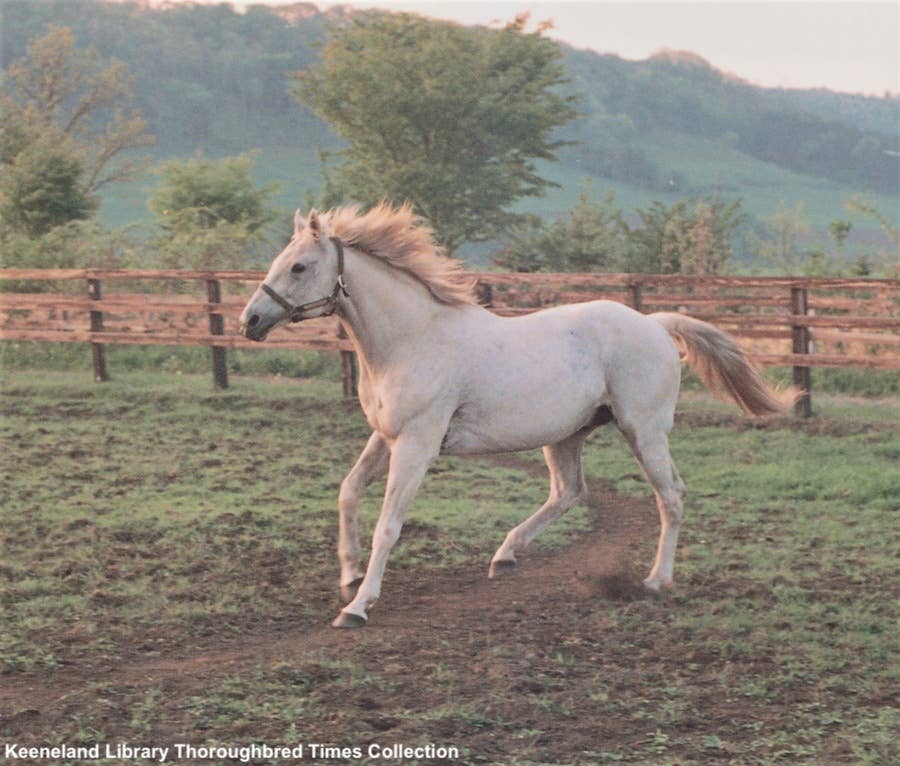 Life After Kentucky Derby Controversy: The Stud Career Of Dancer’s ...