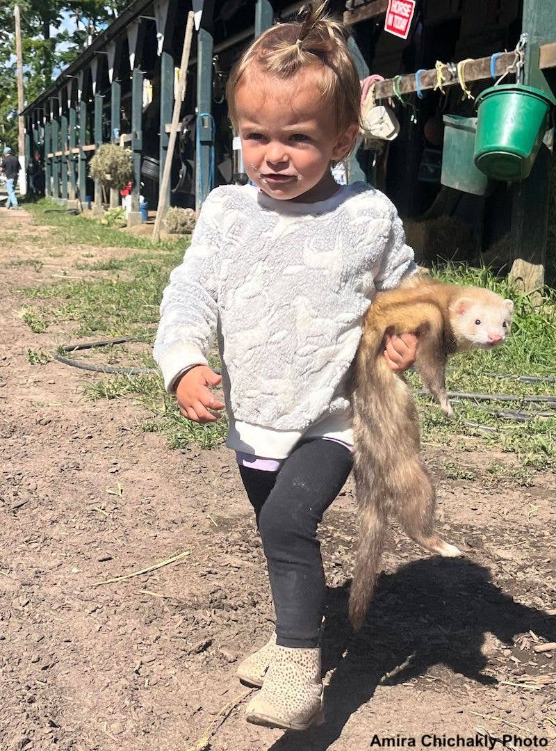 Barn Buddies Presented By Dapple Up: A Different Form Of Rodent Control ...
