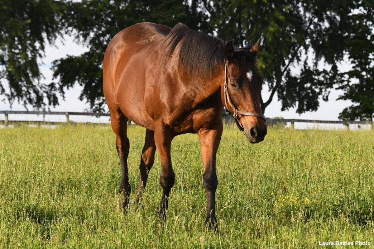Affirmed Success Euthanized At 28 Due To Chronic Hoof Issues - Paulick ...