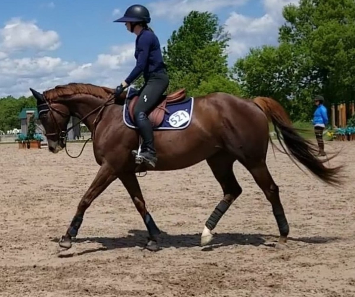 Horowitz On OTTBs, Presented By Excel Equine: OTTBs Inspired Fawcett To ...