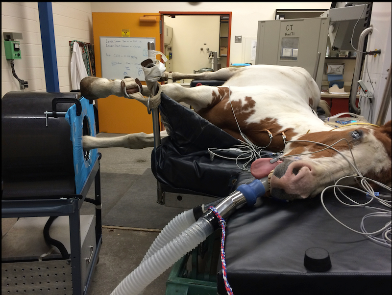 PET Scans Give Horsemen Insight On When To Run – And When Not To ...