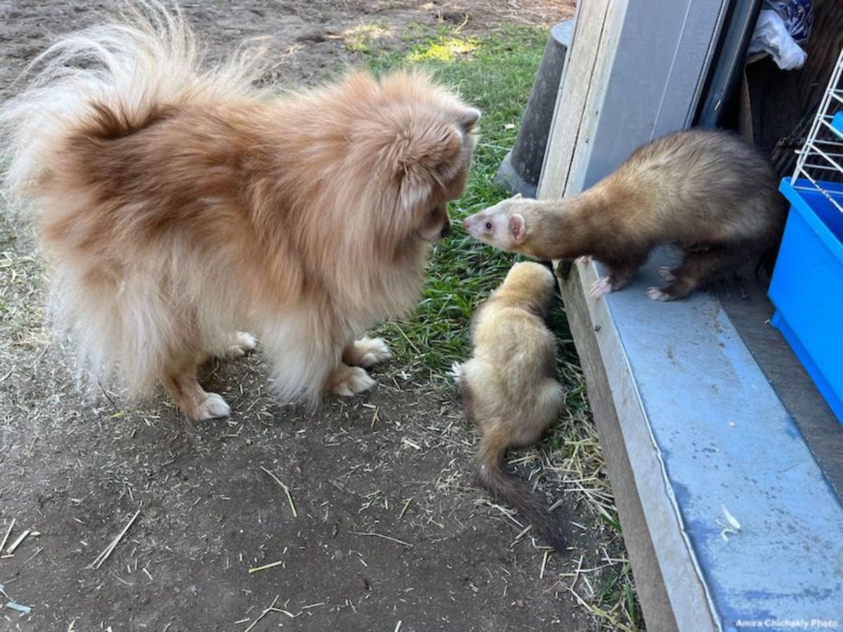 Barn Buddies Presented By Dapple Up: A Different Form Of Rodent Control ...