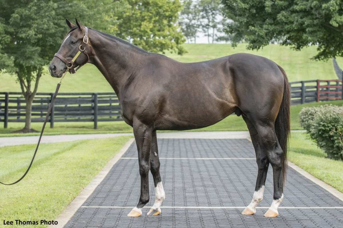 Not This Time Tops Taylor Made Stallions 2025 Roster At $175,000 ...