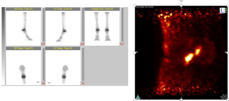 PET Scans Give Horsemen Insight On When To Run – And When Not To ...