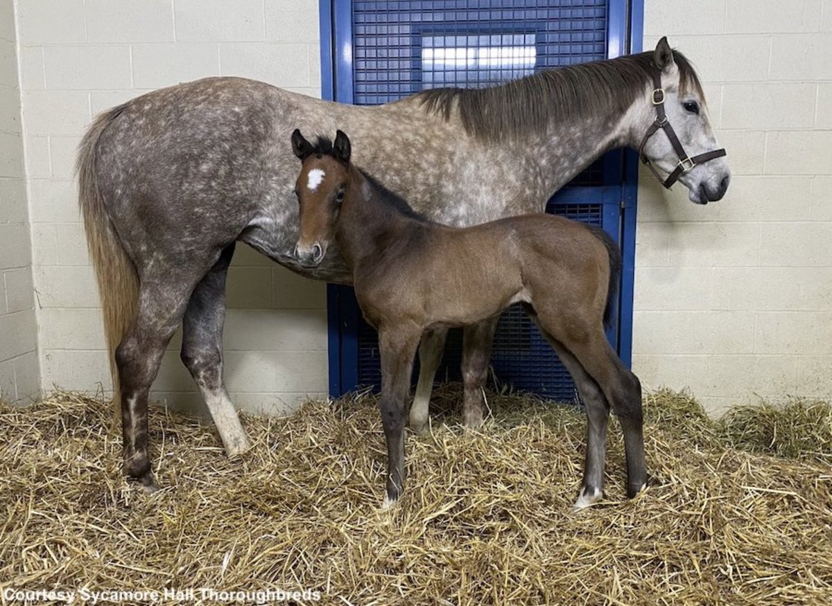 Authentic's Foal Derby: The Grand Finals On Kentucky Derby Day ...