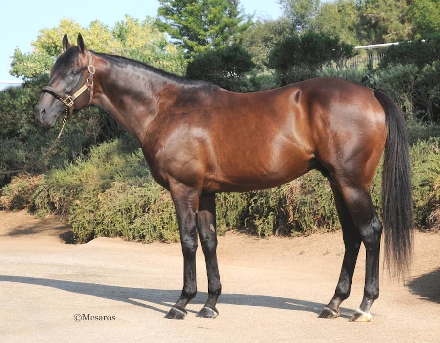 California’s Rancho San Miguel To Host Open House, Stallion Show On ...