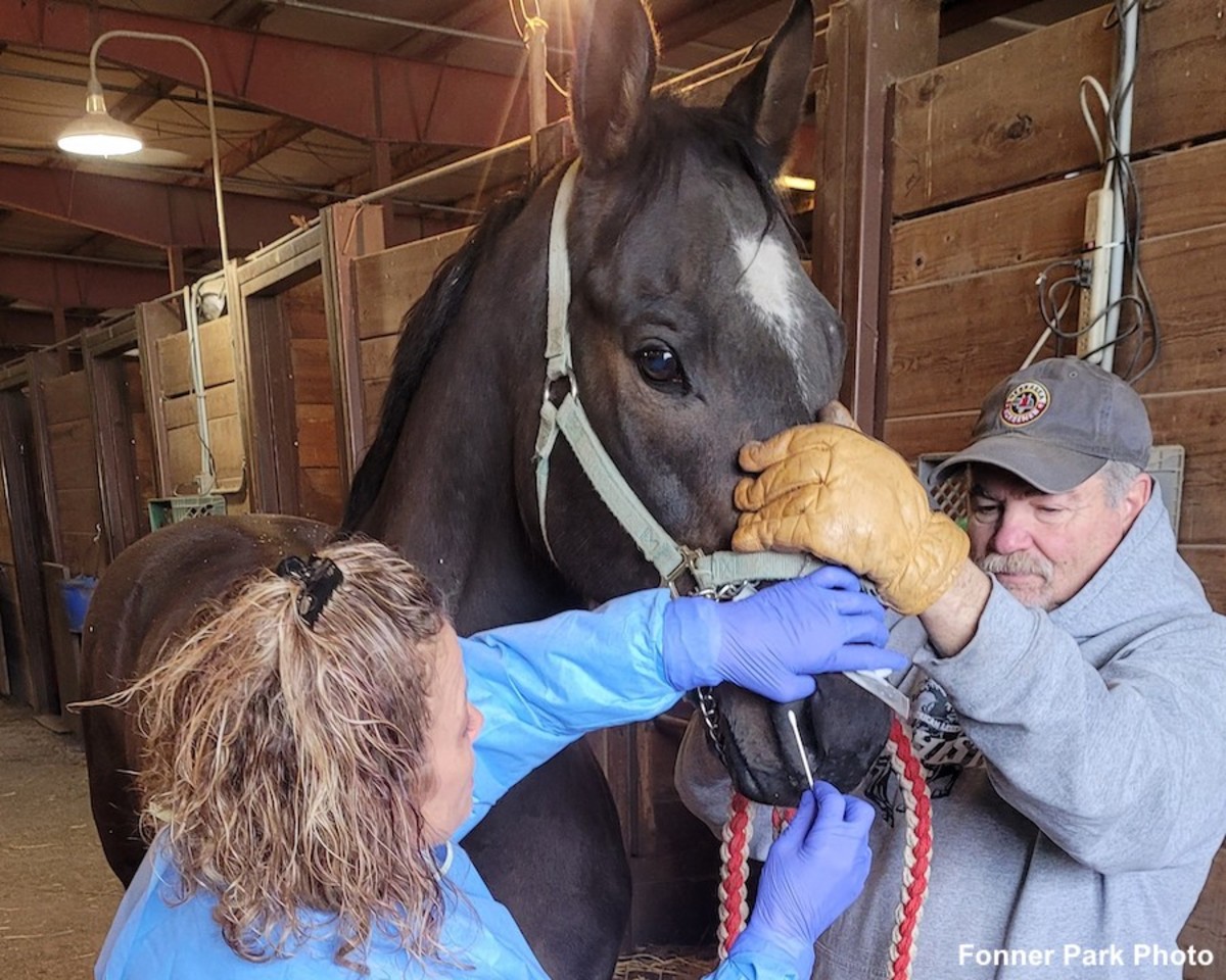 Success Of Amnion Product In Fonner Park EHV Outbreak Could Lead To A ...