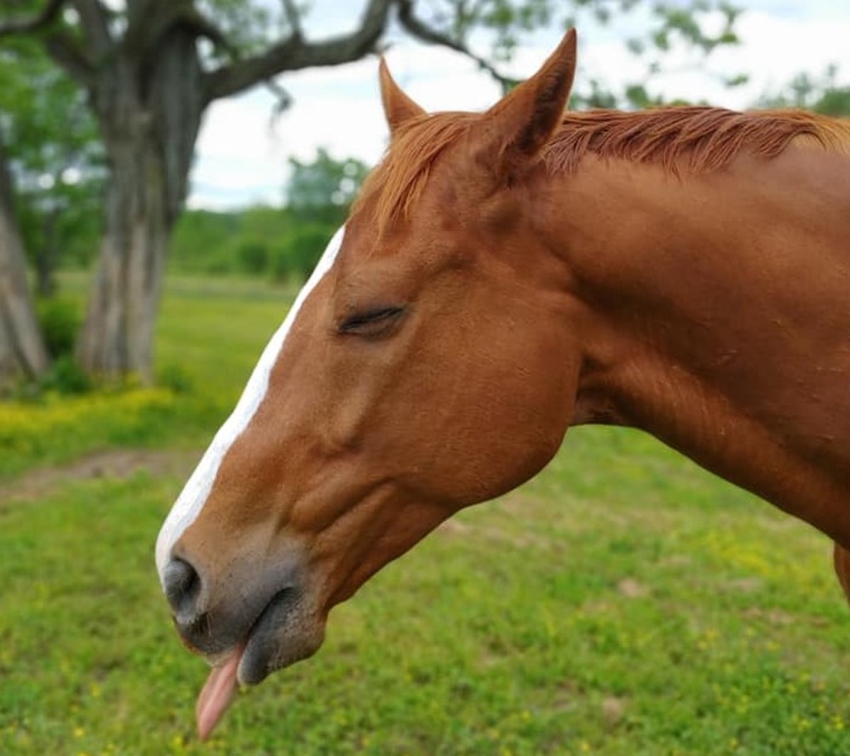 What Colour Is A Horse S Tongue at Paul Craig blog