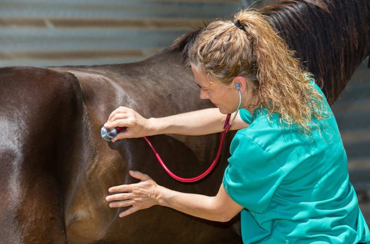 Veterinary ‘Work-Life Balance’ Debate: Is Burnout A New Phenomenon ...