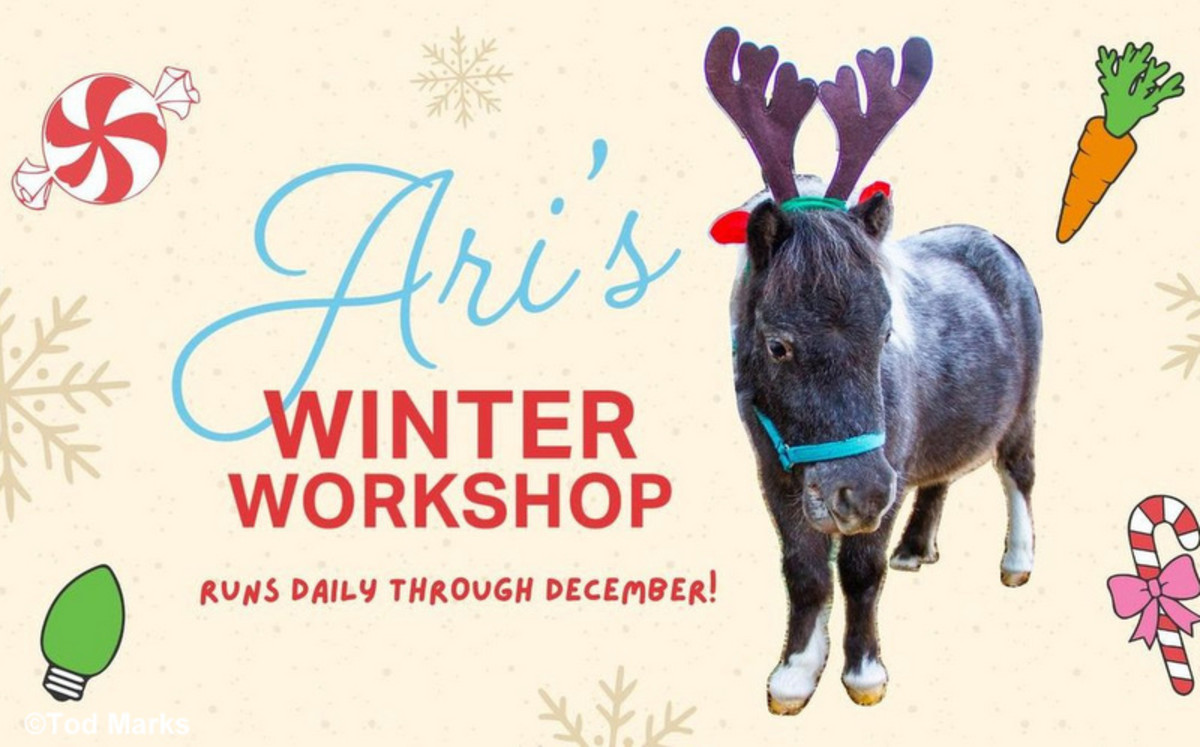 Kentucky Derby Museum: Miniature Horse Ari Kicks Off New Daily Holiday ...
