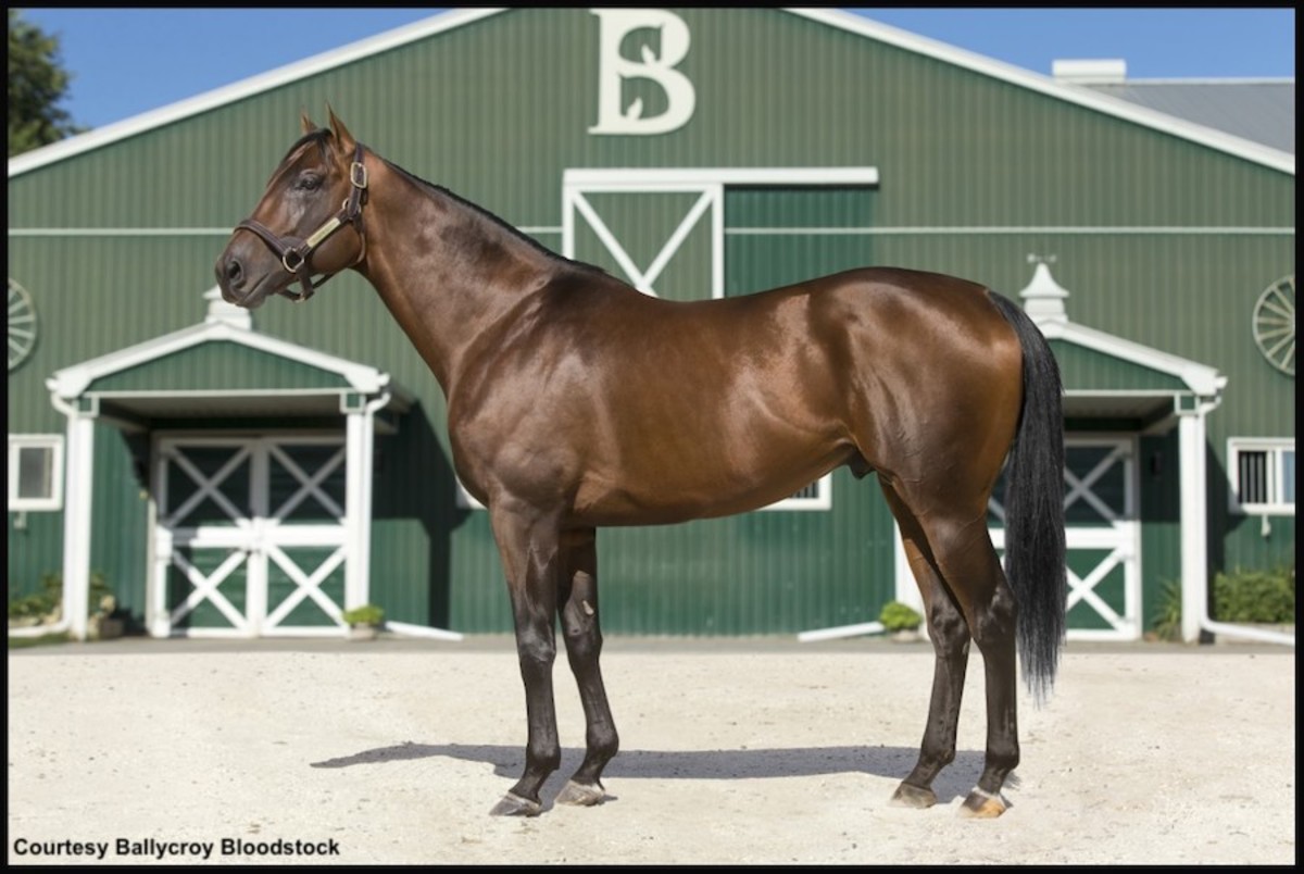 Collusion Illusion, Tamarkuz to Stand At Ontario's Ballycroy Bloodstock ...