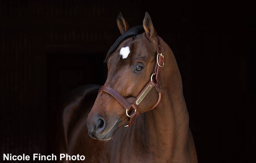 Bloodlines Presented By Walmac Farm: Notes From The All-Value Sire Team ...