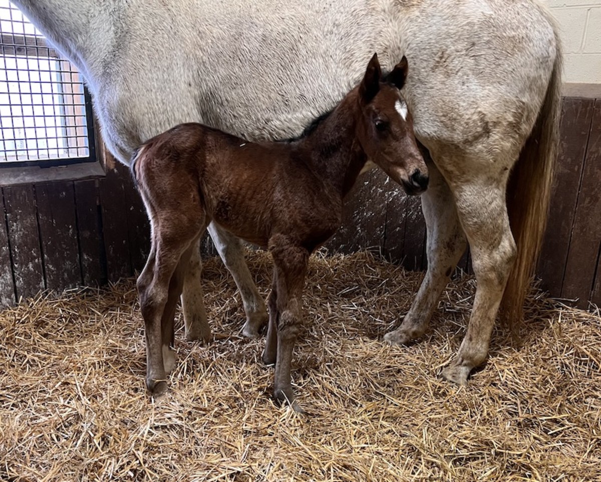 Game Winner's First Foal A 'Well Balanced, Leggy, Strapping Filly ...