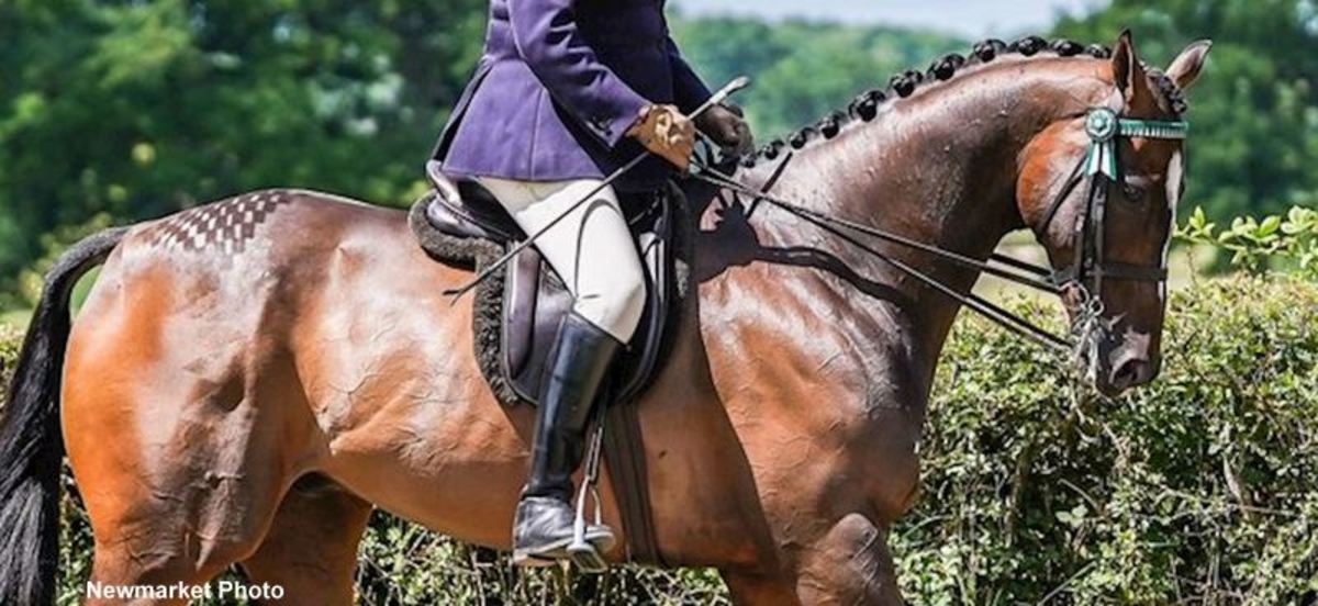 Multiple Group 1 Winner Limato Among OTTBs To Be Showcased At Newmarket ...