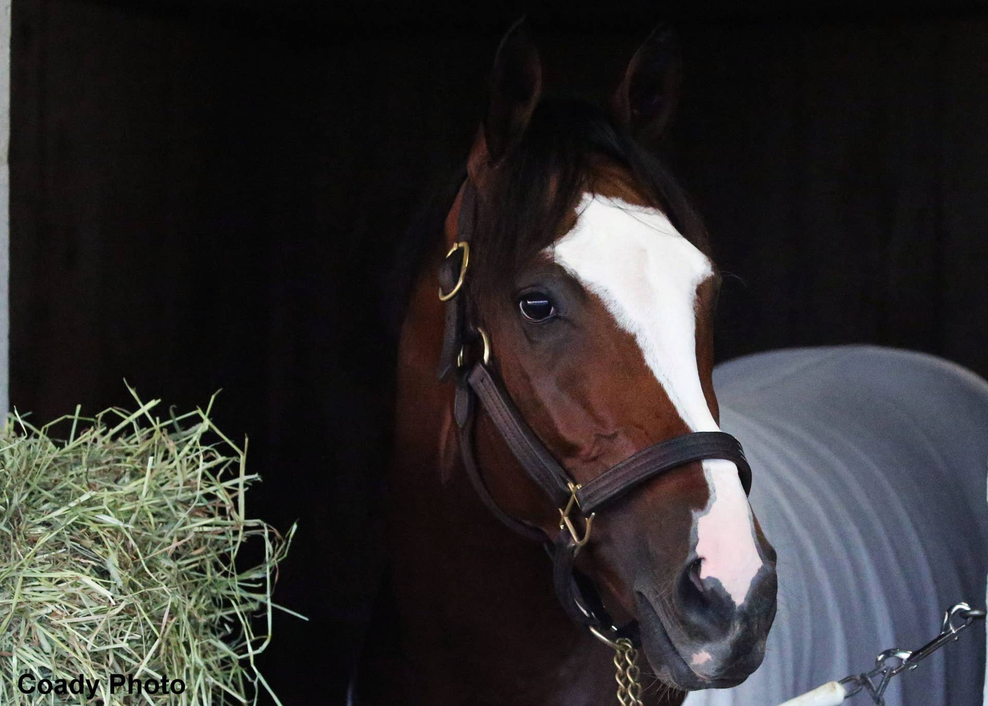 Five Great New York-Breds To Be Honored Friday On Saratoga New York ...