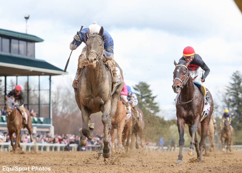 Grade 1 Winner Zandon Could Target Westchester - Paulick Report ...