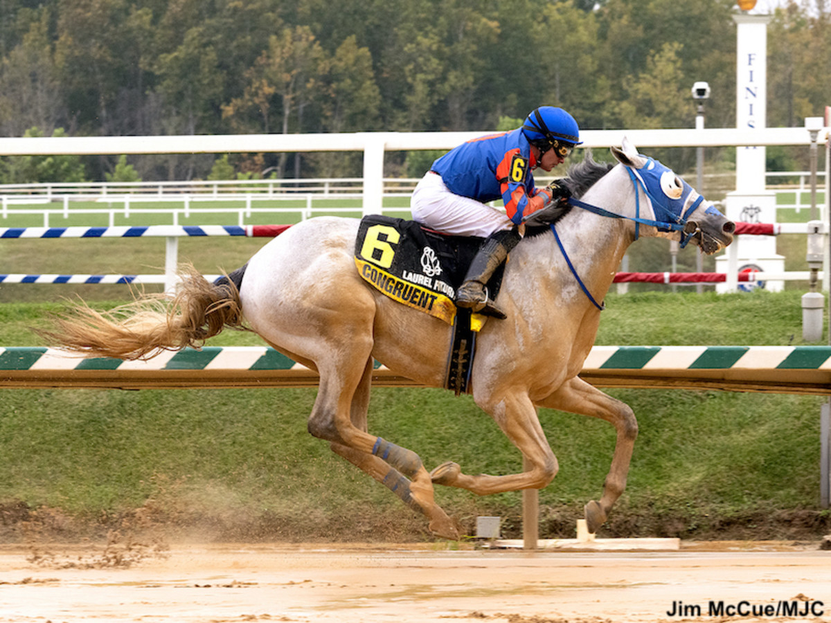 Connections Of Laurel Futurity Winner Congruent Face Cup Surface ...