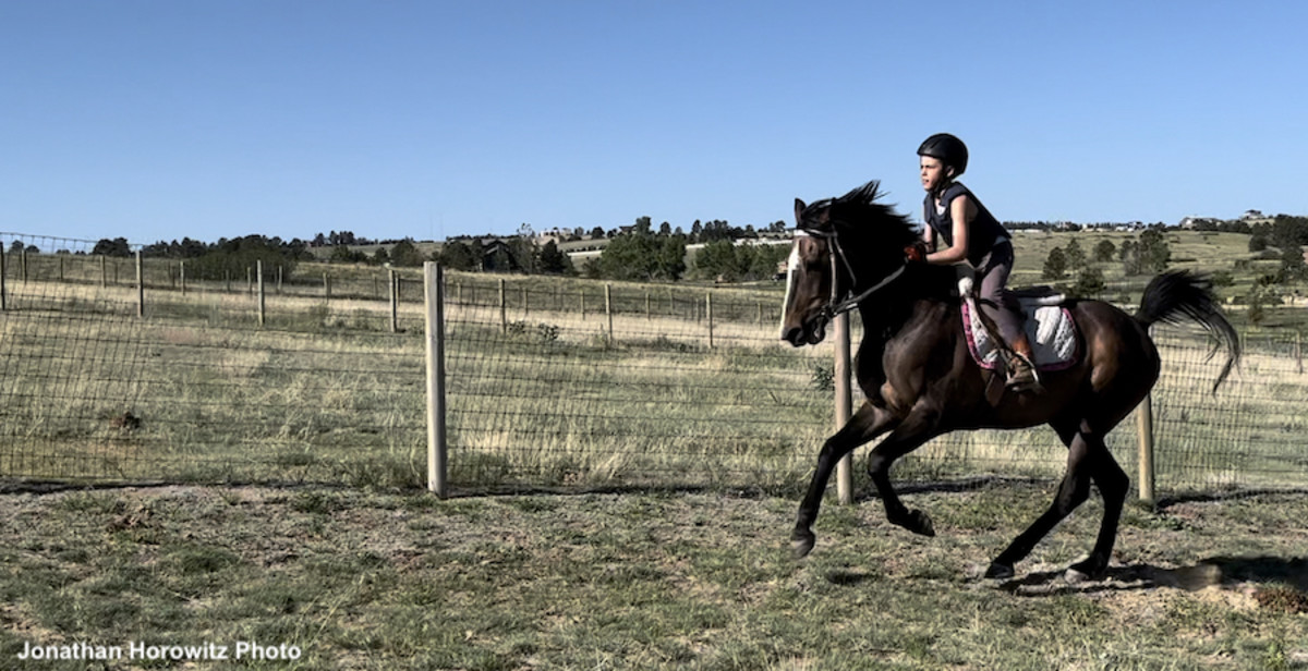 Horowitz On OTTBs, Presented By Excel Equine: Lessons Learned From AA ...