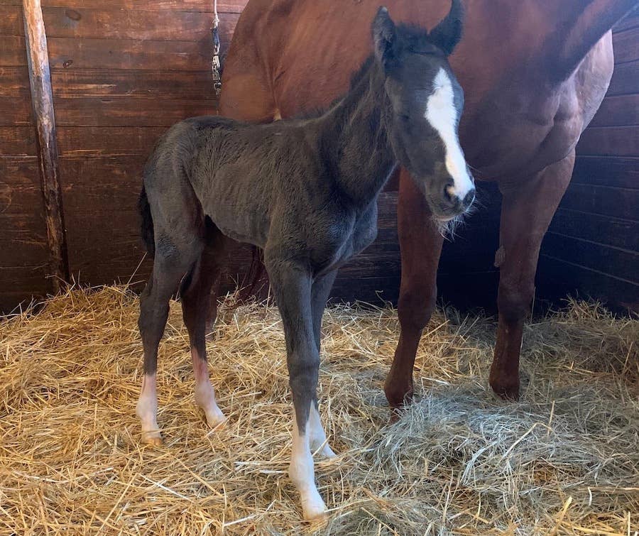 'Uncanny' Resemblance: First Foal Is A Filly For Lane's End Stallion ...