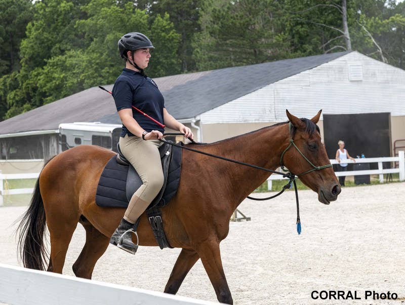 22-Year-Old River Named T.I.P.'s Thoroughbred Of The Year - Paulick ...