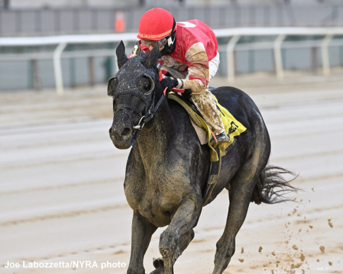 New York-Breds General Banker, Arctic Arrogance Breeze At Belmont, Eye ...