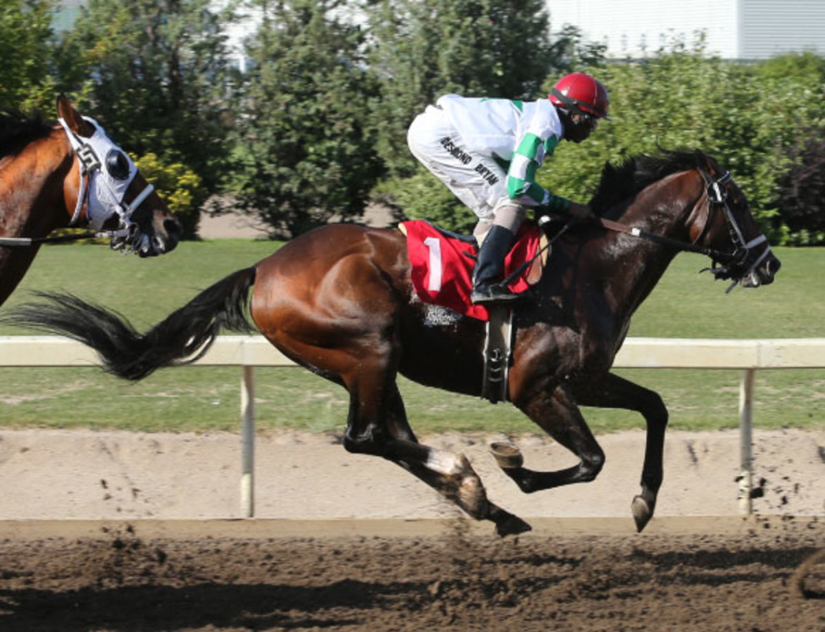 Rascal Cat To Join Cazenovia College's Breeding Program In New York ...