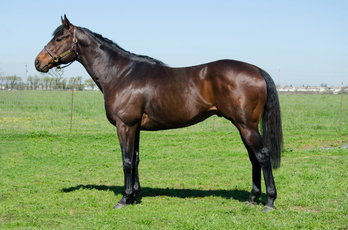 California Stallion Coach Bob Dies At Age 13 - Paulick Report | Latest ...