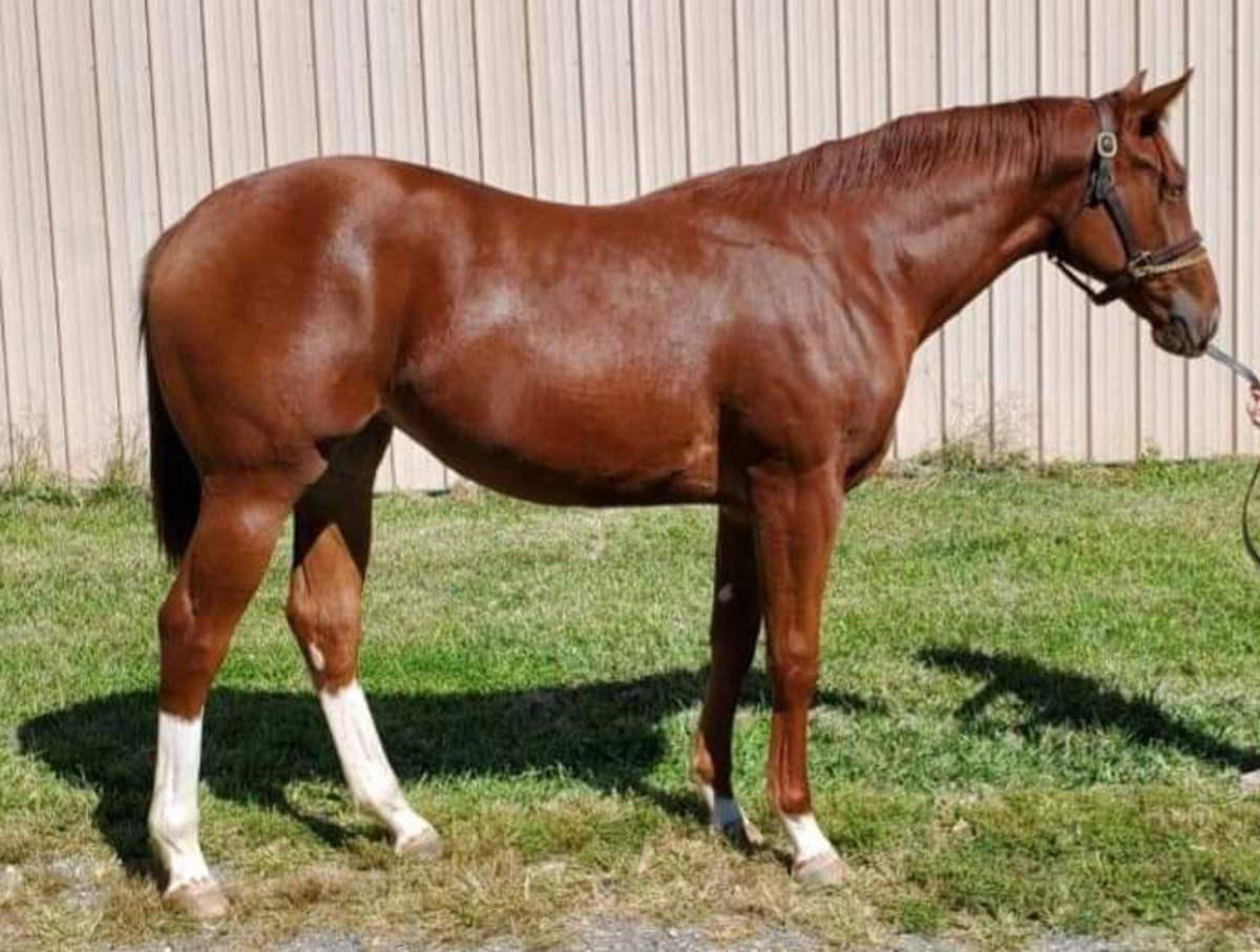 Spotlight Shines On Select Indiana-Breds For ITOBA Fall Sale - Paulick ...