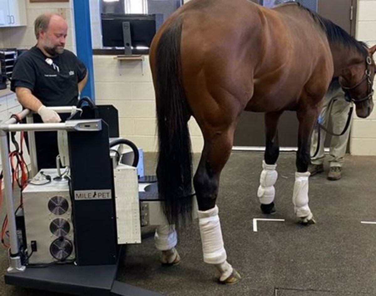 PET Technology Now Available At Rood & Riddle Equine Hospital In ...
