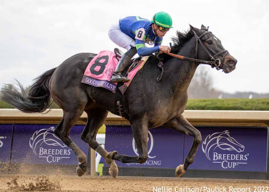 Goodnight Olive Shines In Breeders' Cup Filly And Mare Sprint - Paulick ...