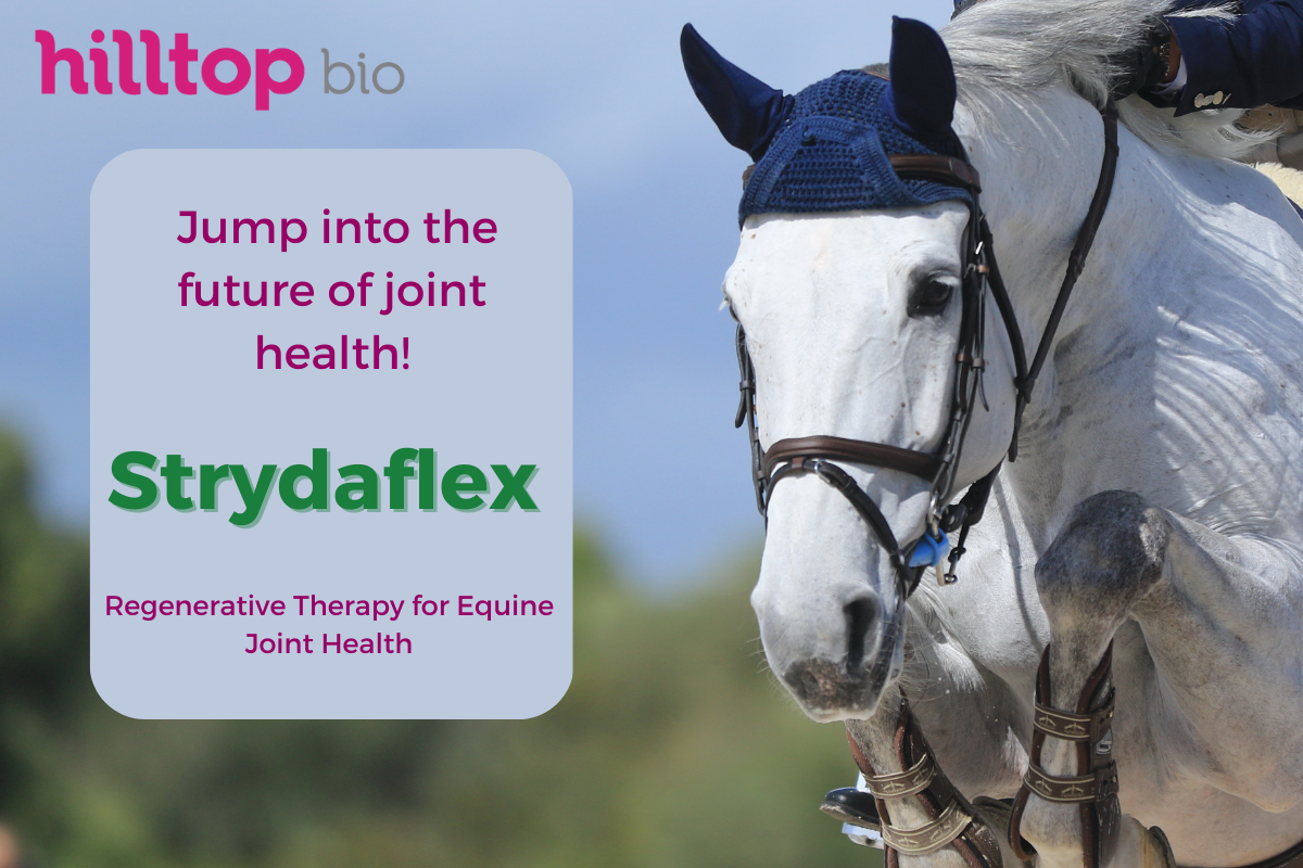 Hilltop Bio Launches Strydaflex For Equine Joint Health - Paulick ...