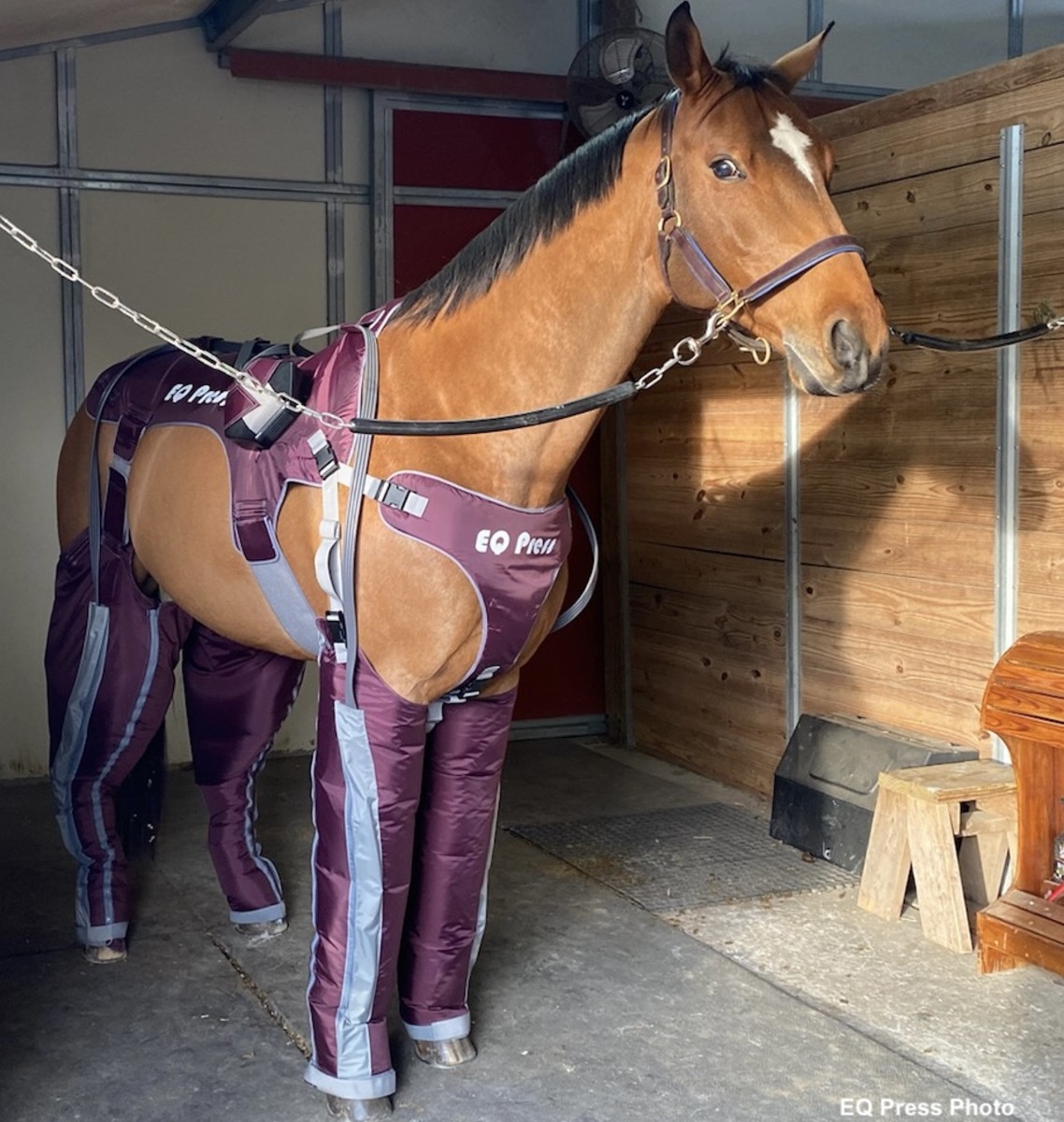 How Compression Technology Can Help Horses Battling Lymphangitis ...